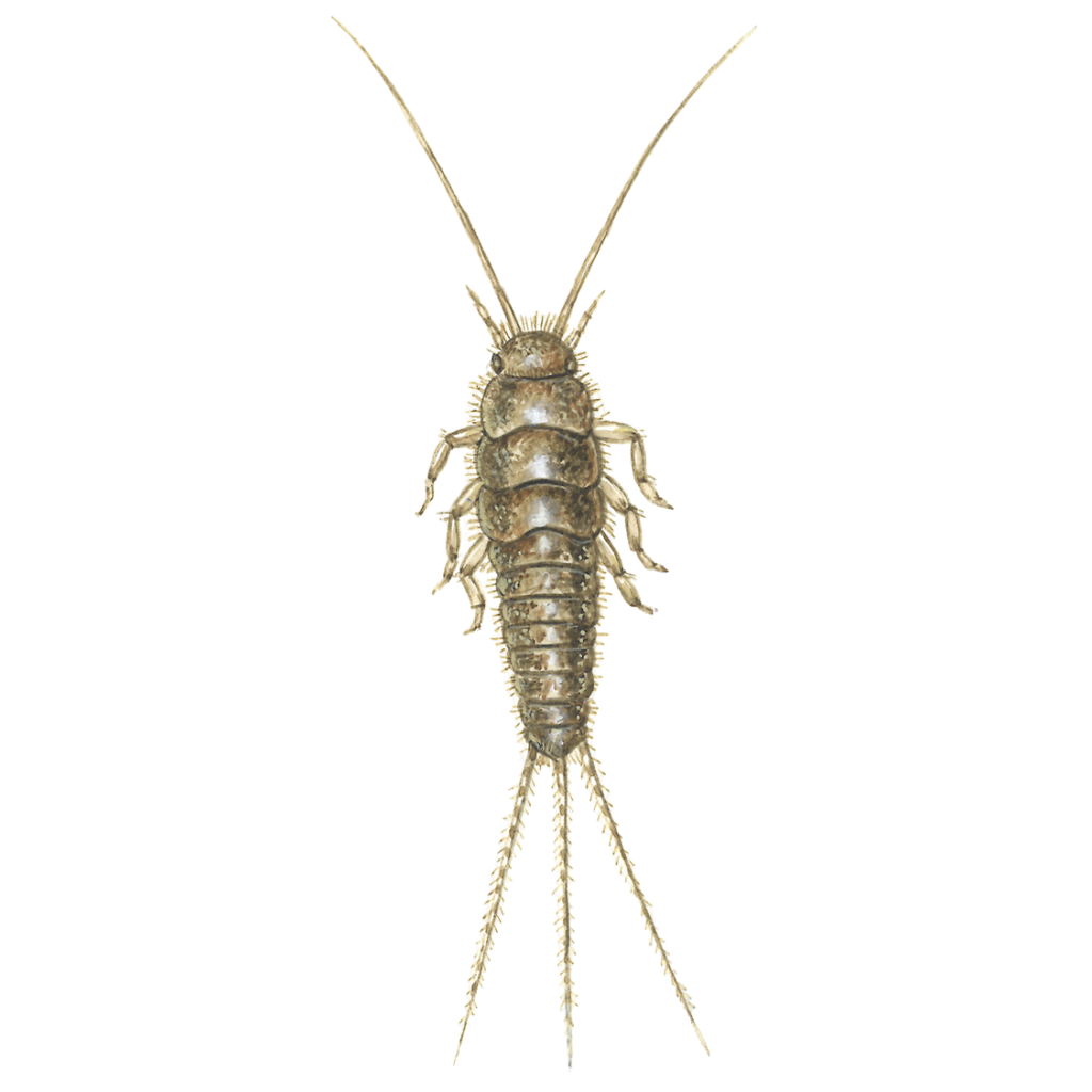 Trips | DPIL | Pestium Skadedyrsbekæmpelse ApS